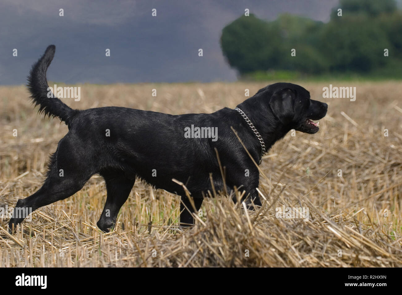 Fast running black labrador retriever hi-res stock photography and ...