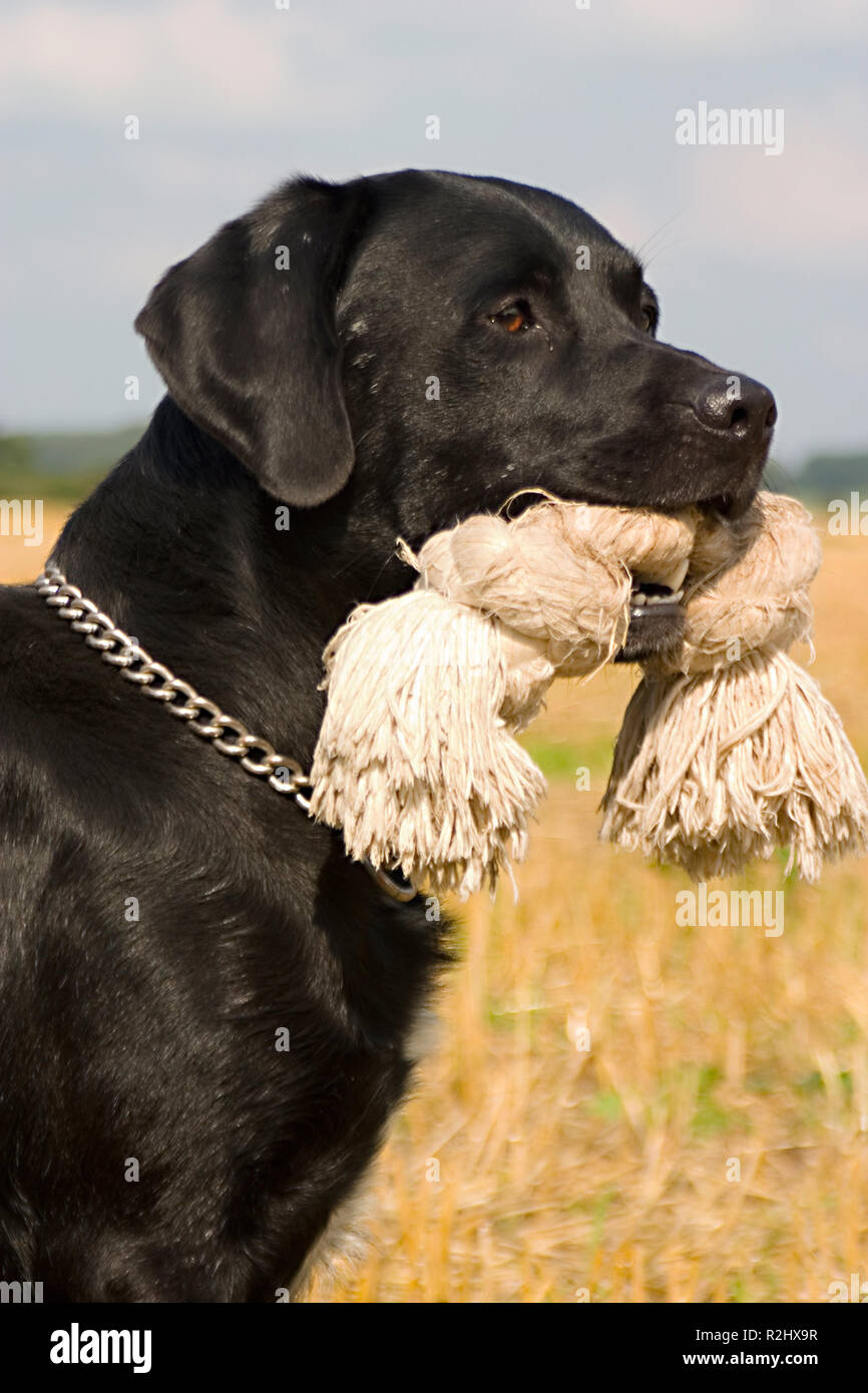 black dog with game rope Stock Photo - Alamy