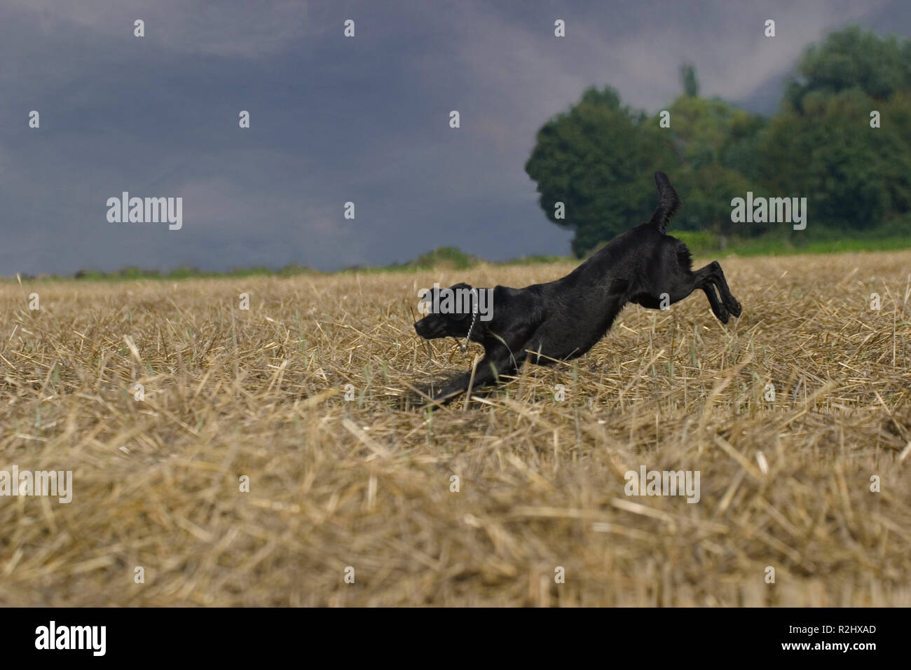 hunting is fun Stock Photo - Alamy