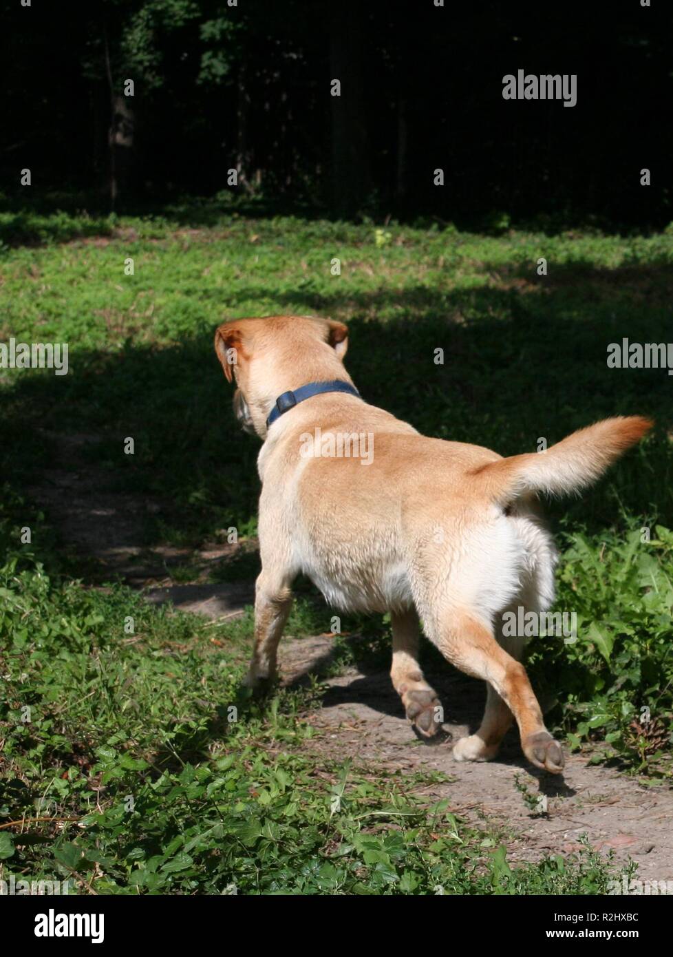 the dog is going his way Stock Photo - Alamy