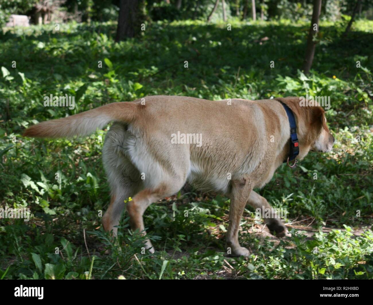 Tail waggle hi-res stock photography and images - Alamy
