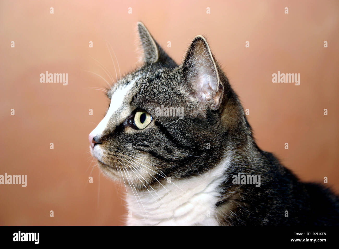 kater max (2 Stock Photo - Alamy