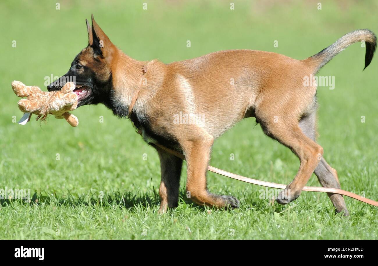 Malinois puppy hi-res stock photography and images - Alamy