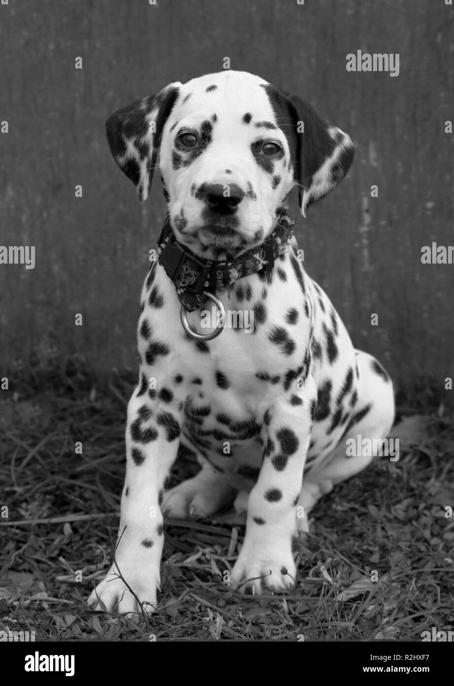 Poor dog hi-res stock photography and images - Alamy