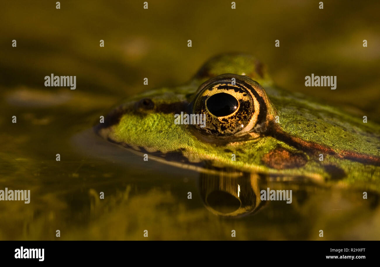 Side view of frog hi-res stock photography and images - Alamy