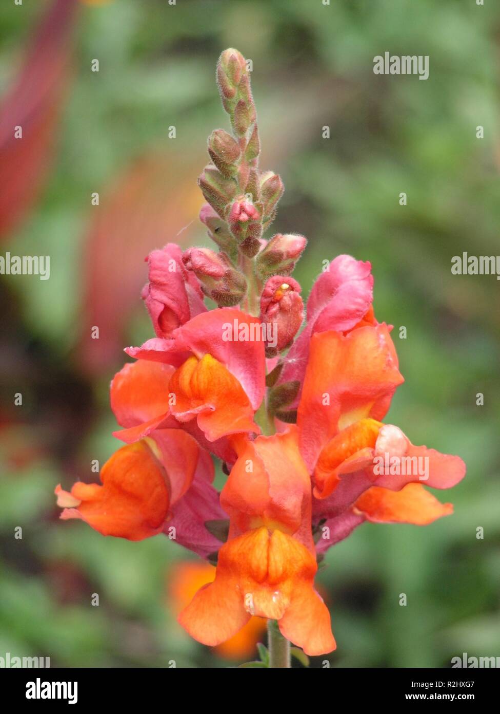 Snapdragon bed hi-res stock photography and images - Alamy