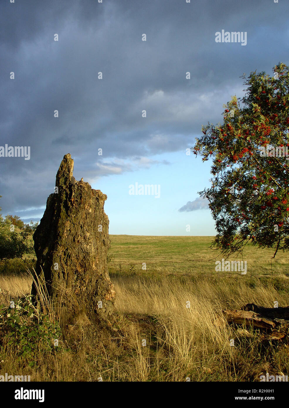 Dead rowan tree hi-res stock photography and images - Alamy