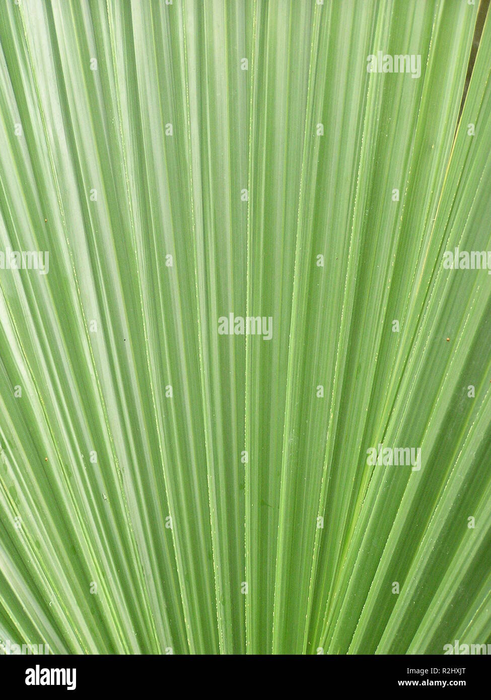 Rays fan hi-res stock photography and images - Alamy