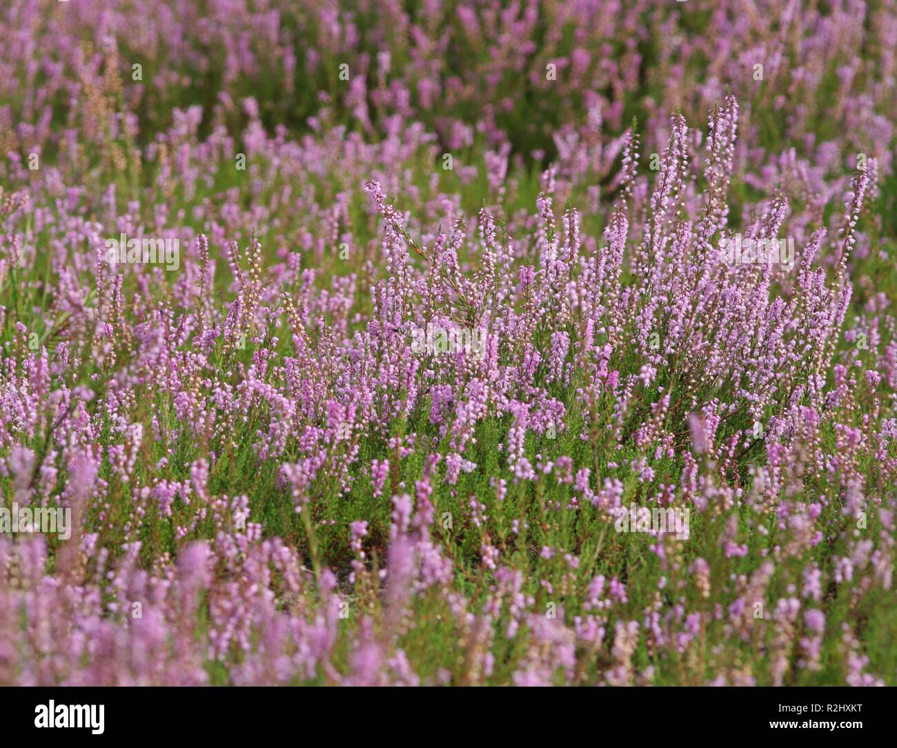 in der heide Stock Photo - Alamy