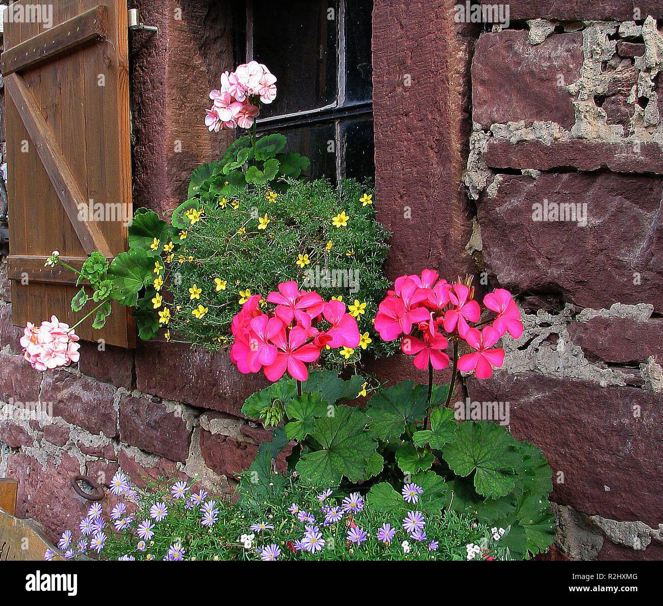 476geranien hi-res stock photography and images - Alamy