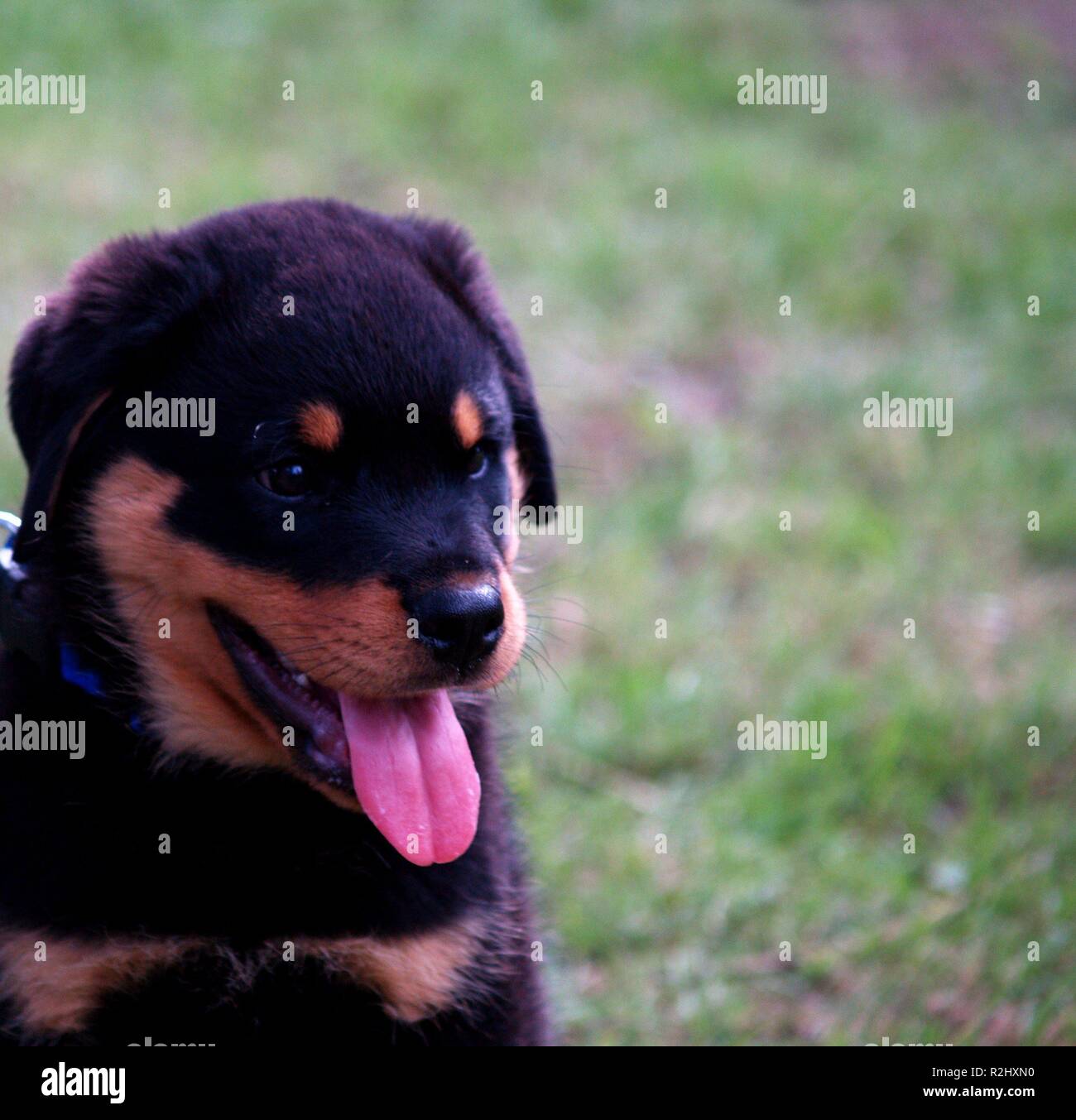 Rotteiler hi-res stock photography and images - Alamy