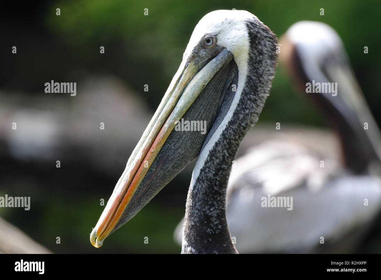 Portrait pelikan hi-res stock photography and images - Alamy