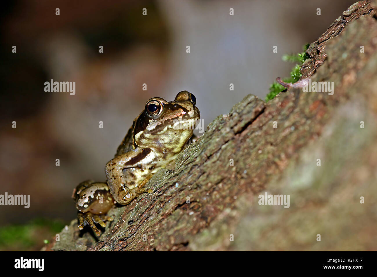 Little water frogs hi-res stock photography and images - Alamy