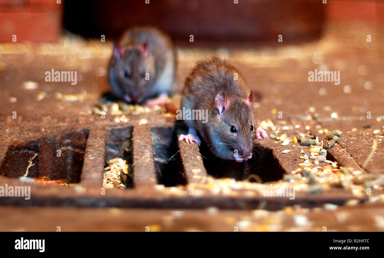 Rats keller hi-res stock photography and images - Alamy