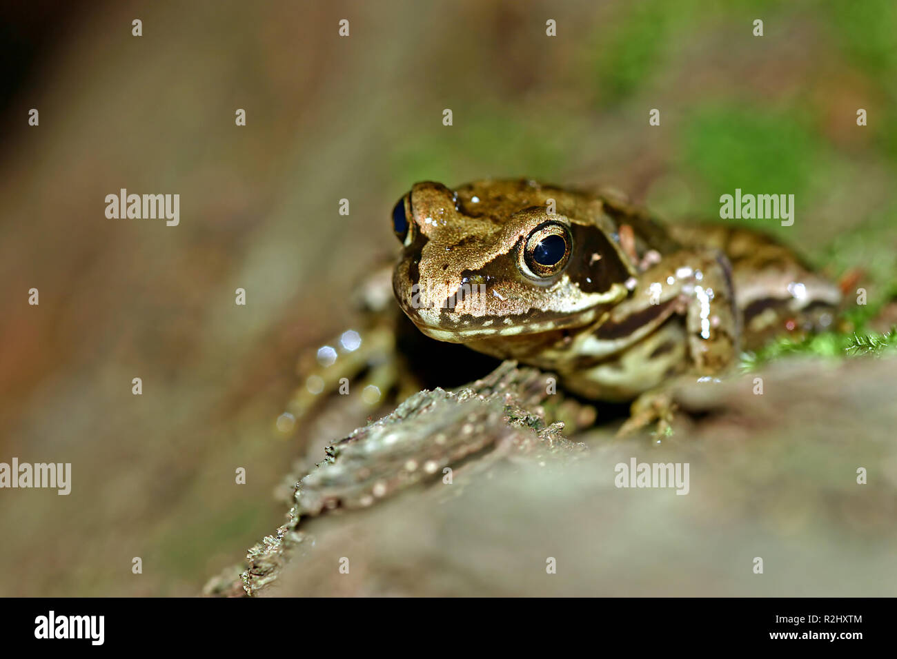 Small toad hi-res stock photography and images - Alamy