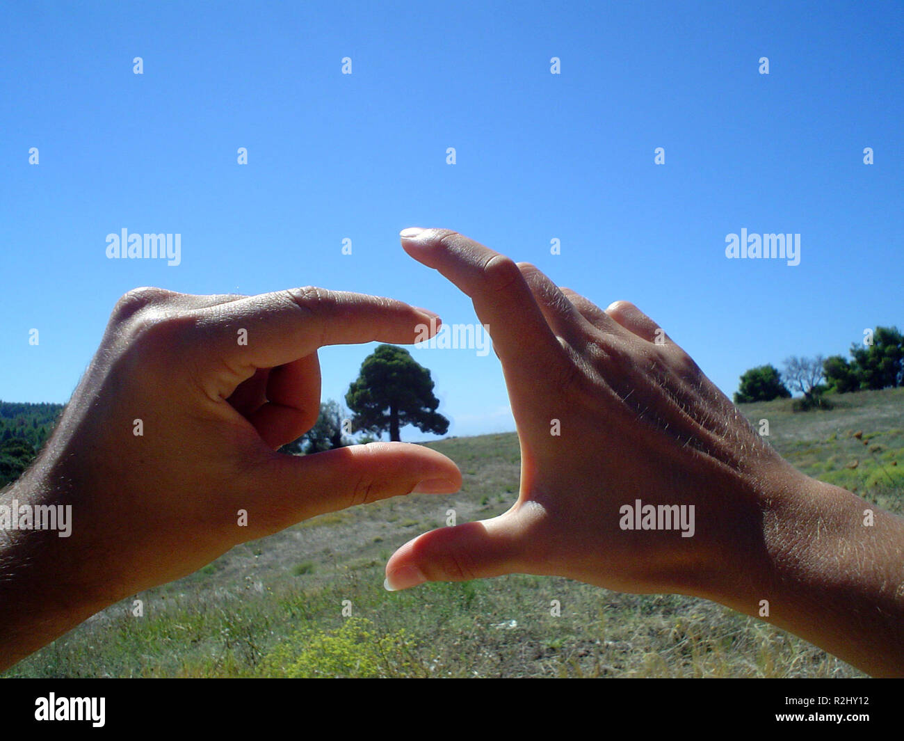 tree between hands Stock Photo - Alamy