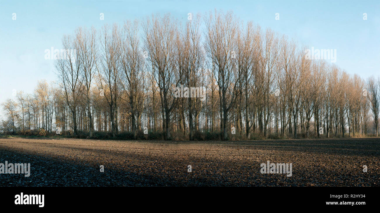 Sallow trees hi-res stock photography and images - Alamy