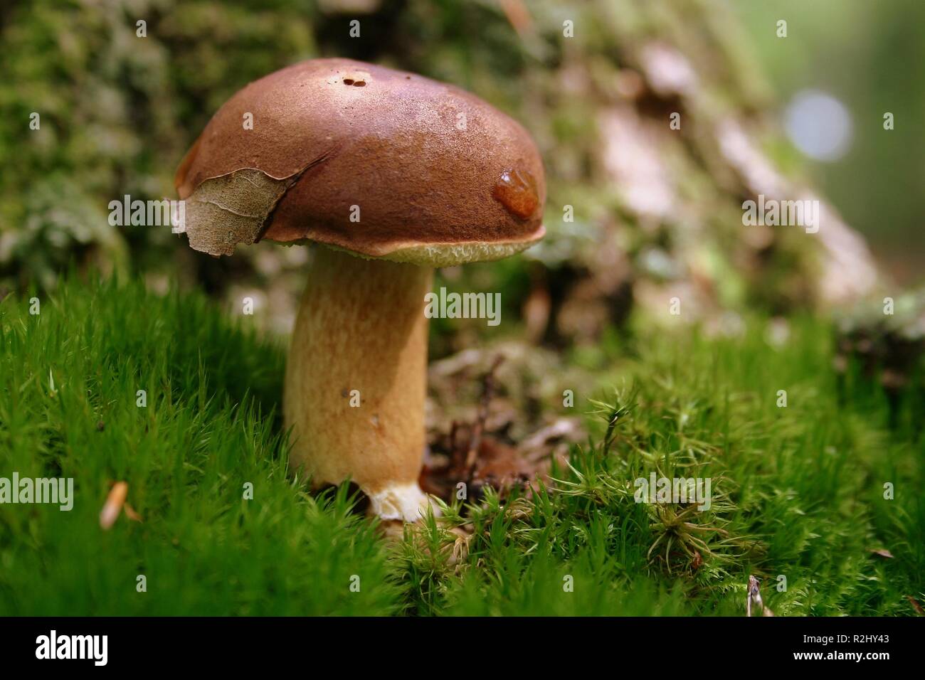 Flowerless plant green hi-res stock photography and images - Alamy