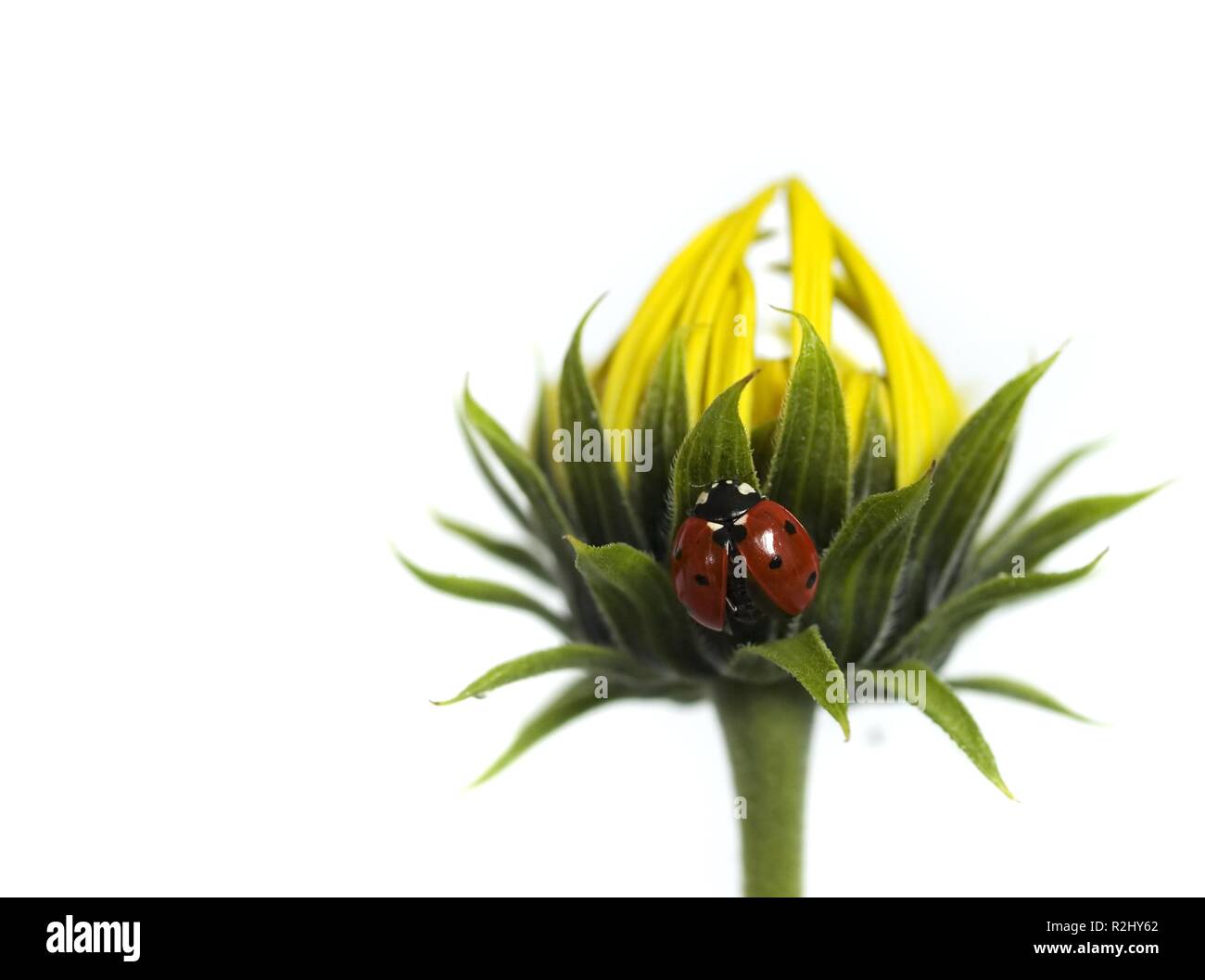 Ladybug starting flight hi-res stock photography and images - Alamy