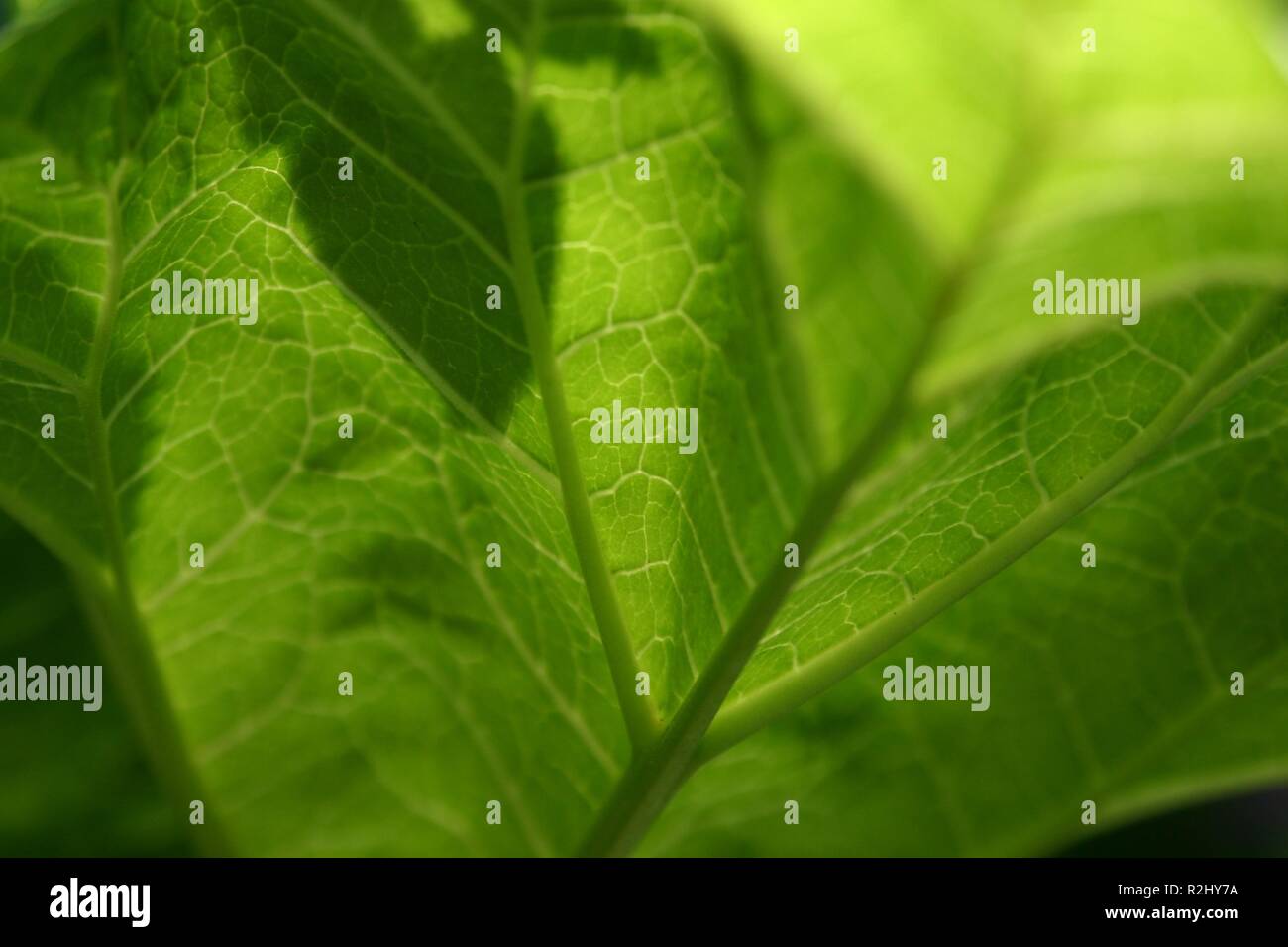 Vein structure leaf hi-res stock photography and images - Alamy