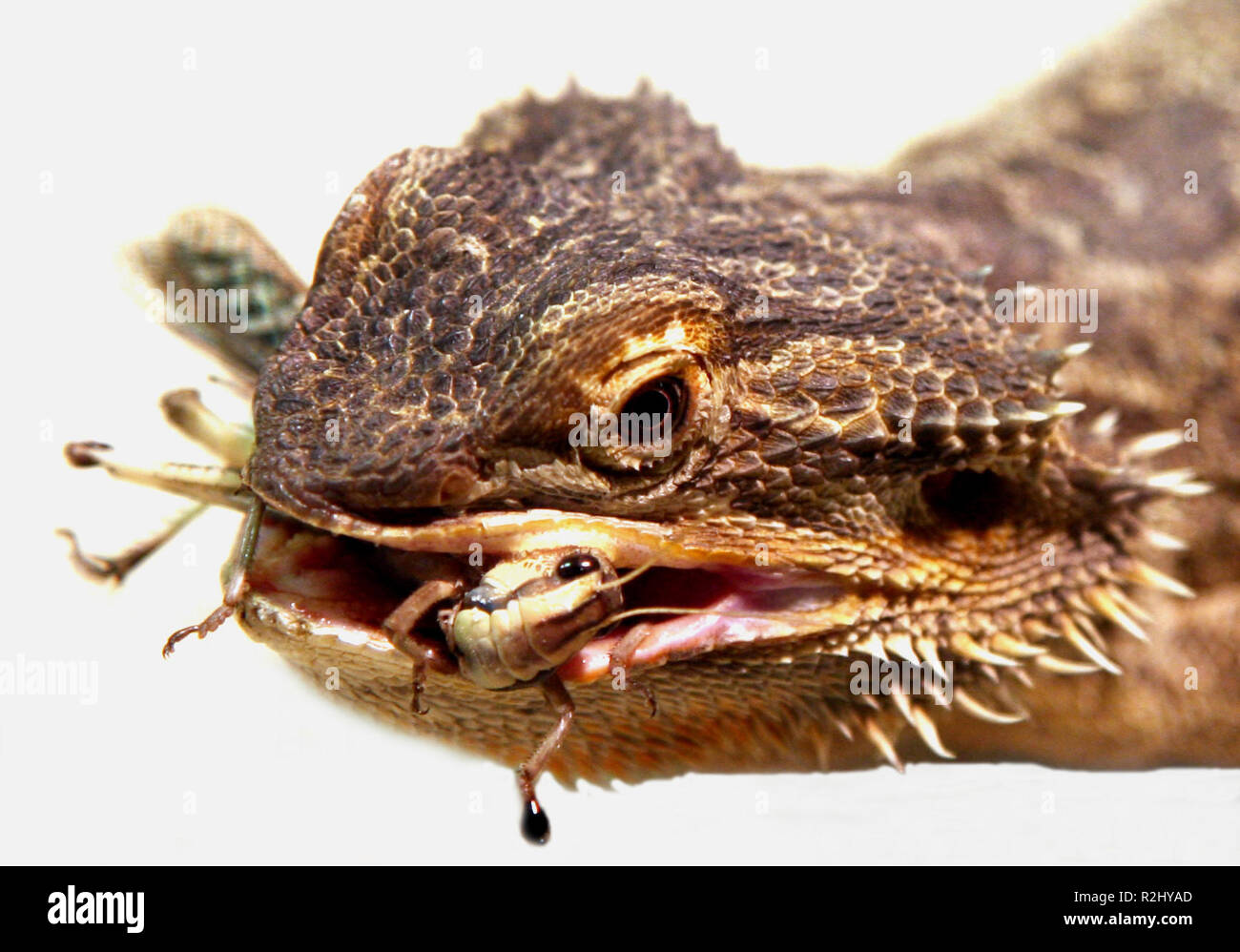 bartagame during feeding Stock Photo - Alamy