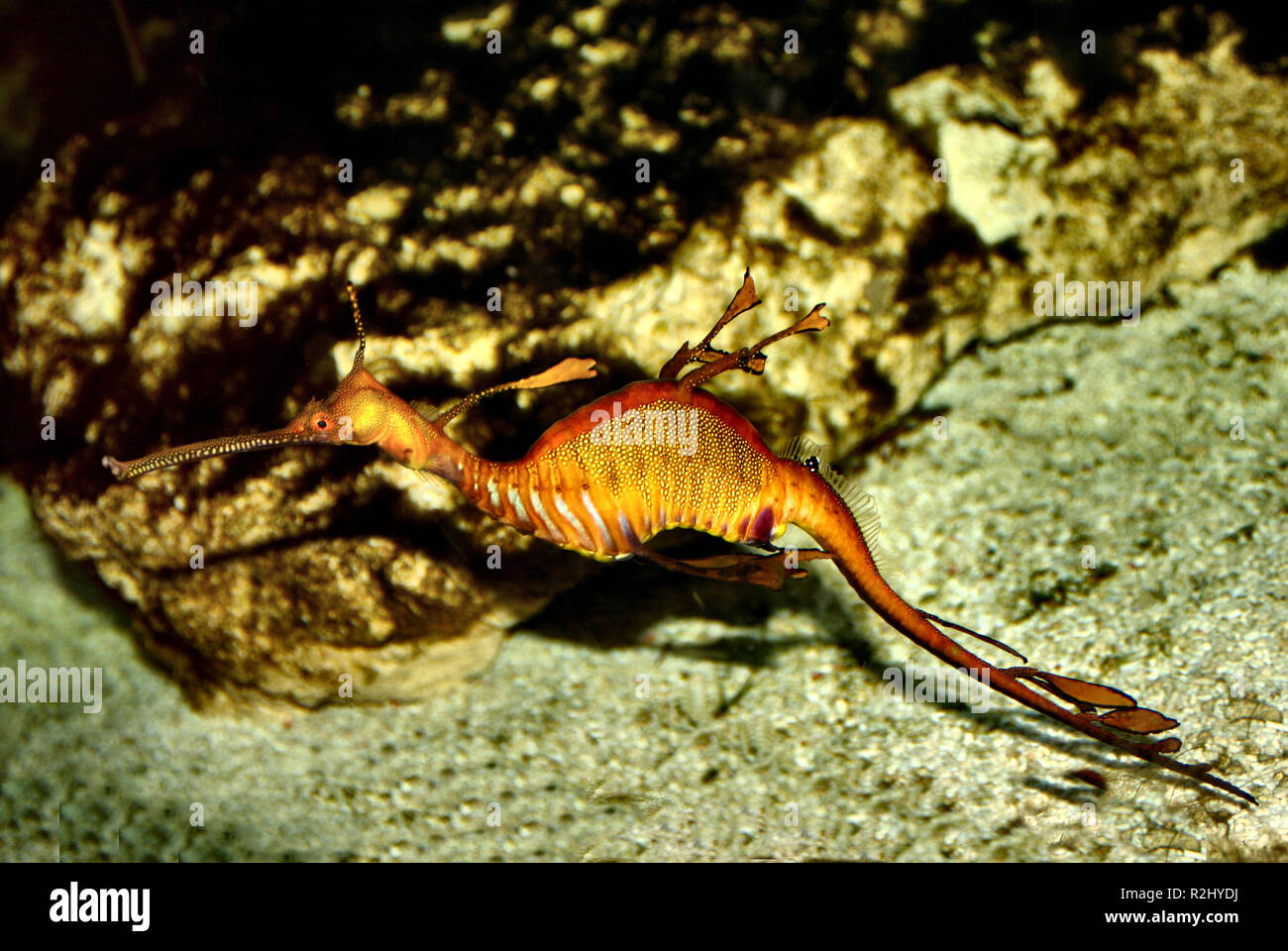 Knochenfische hi-res stock photography and images - Alamy