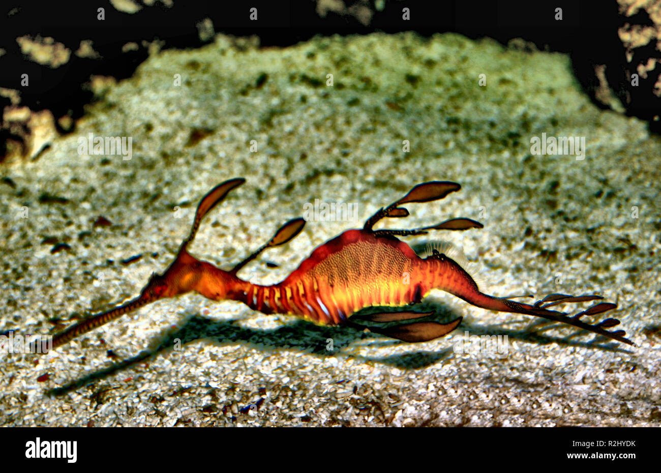 Knochenfische hi-res stock photography and images - Alamy