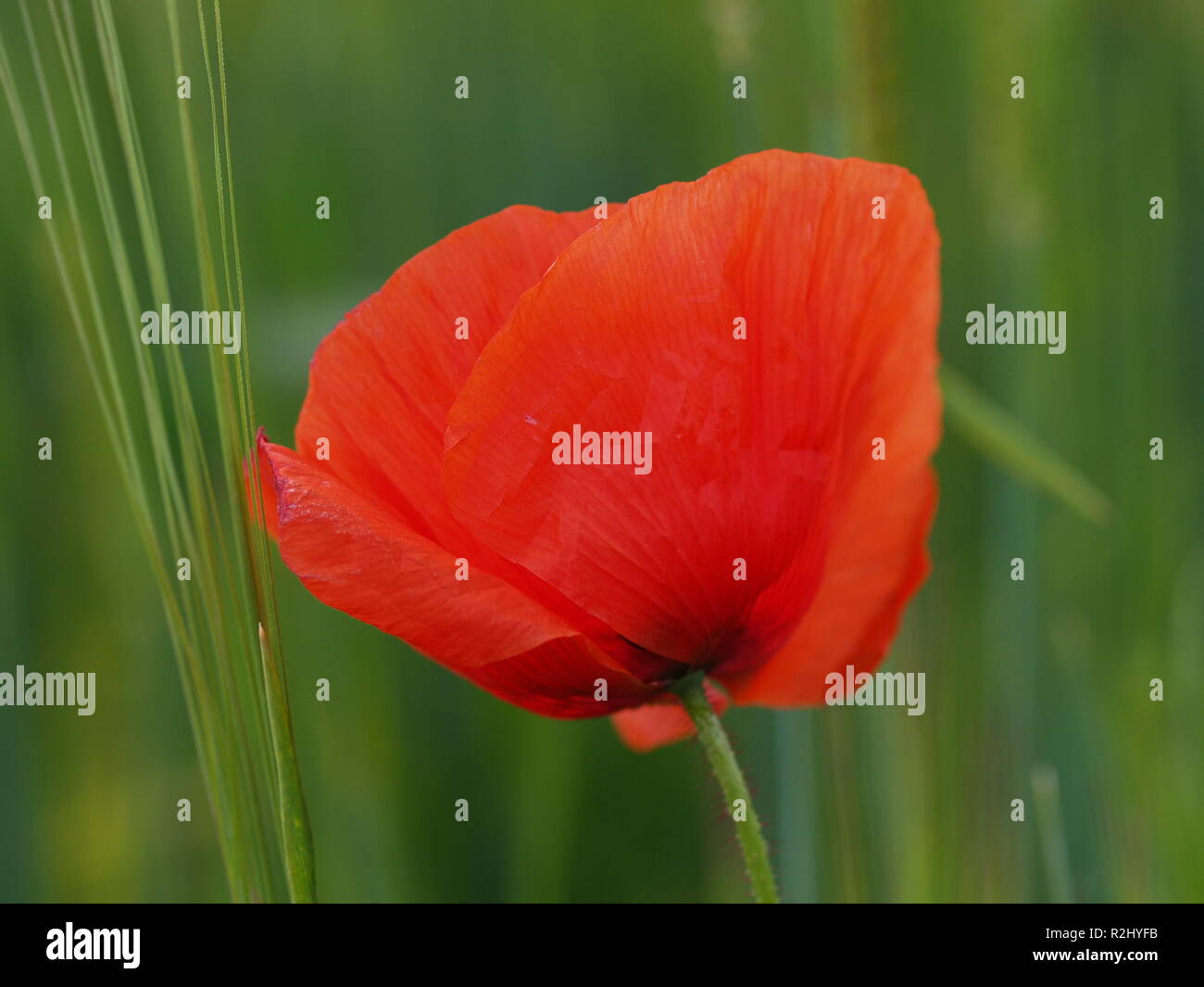 poppies and grass 2 Stock Photo - Alamy