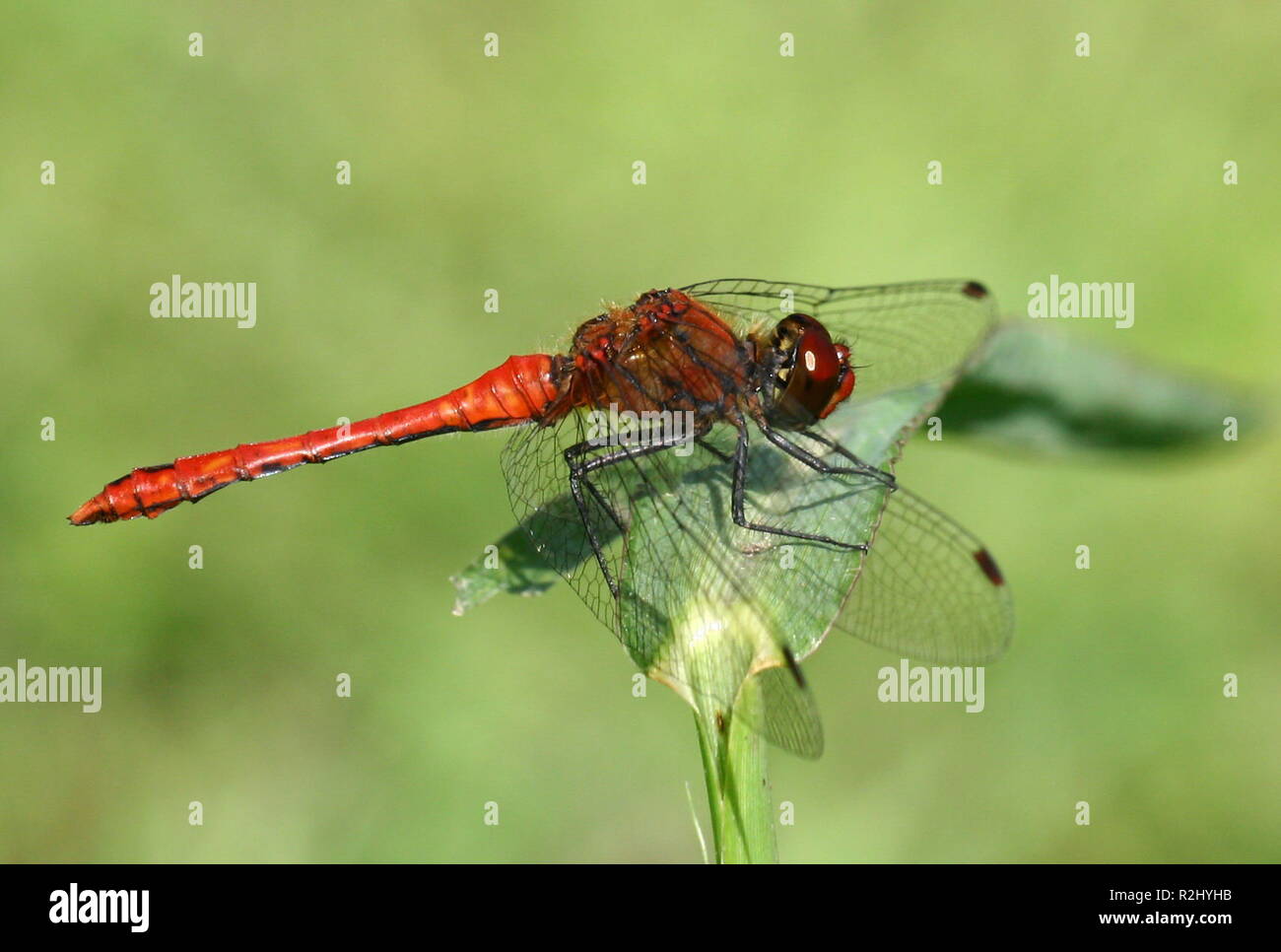 Dragonfly 2 hi-res stock photography and images - Alamy