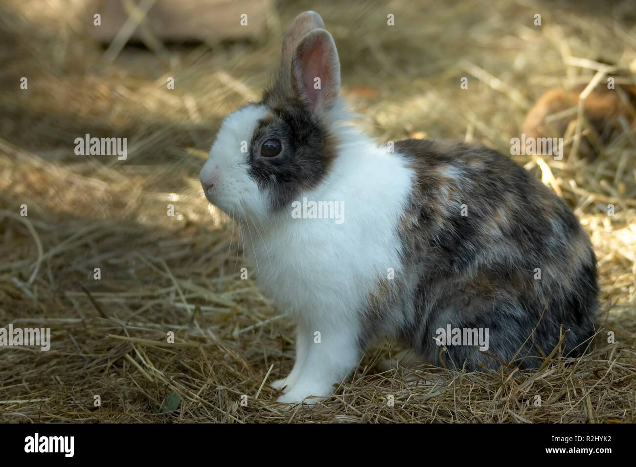 Zwerghase hi-res stock photography and images - Alamy