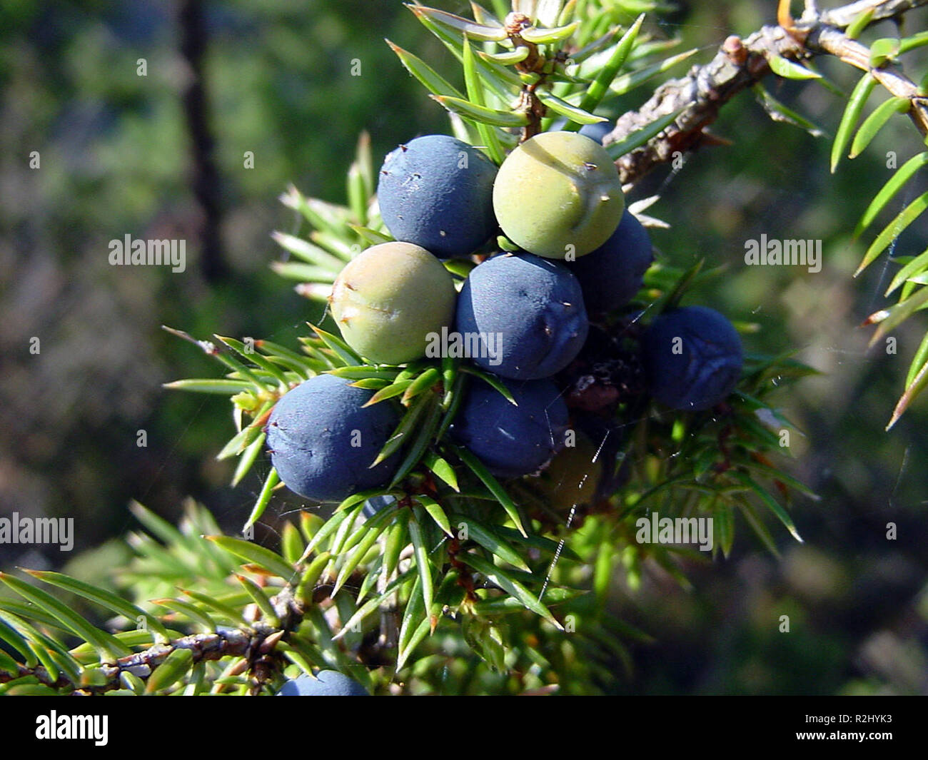 Macro close up juniper berries hi-res stock photography and images - Alamy