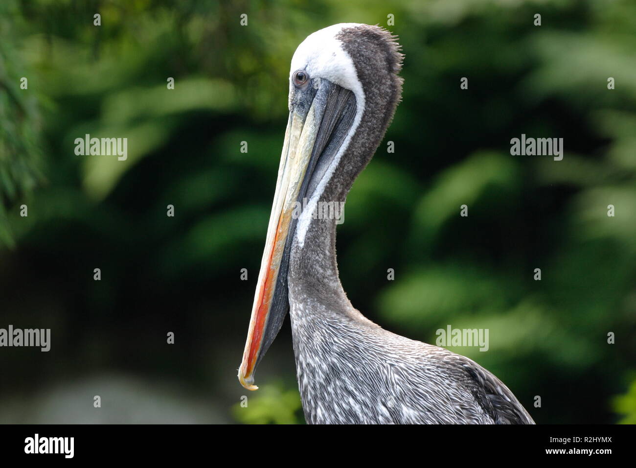 Pelikan hi-res stock photography and images - Alamy