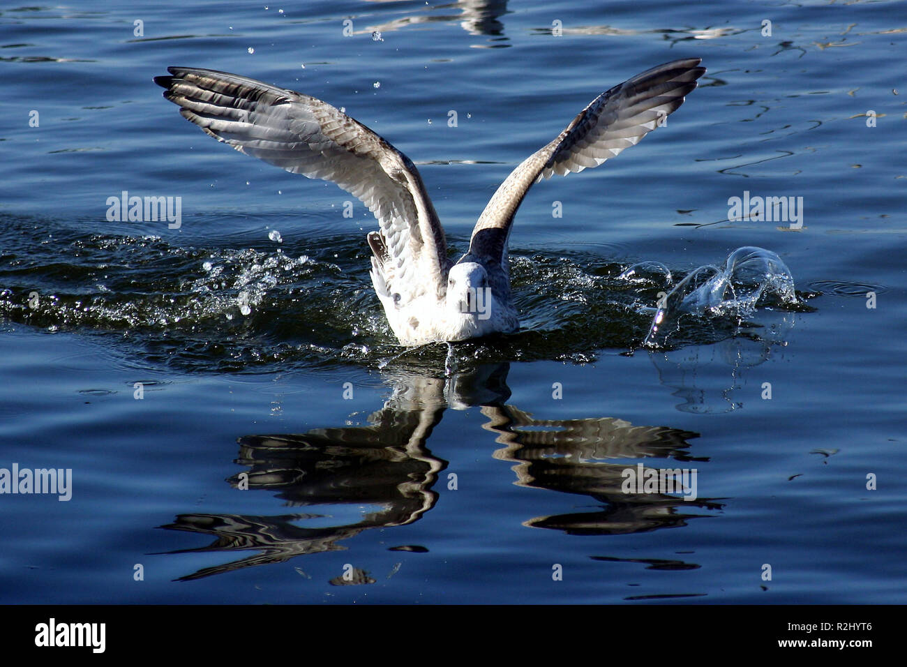 Safe Landing High Resolution Stock Photography and Images - Alamy