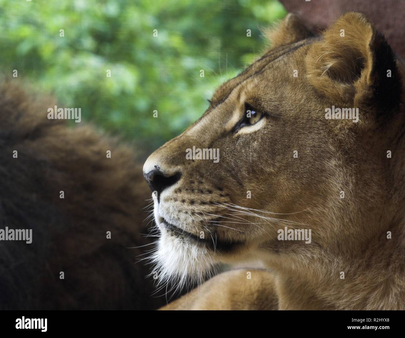 Cat lady power hi-res stock photography and images - Alamy