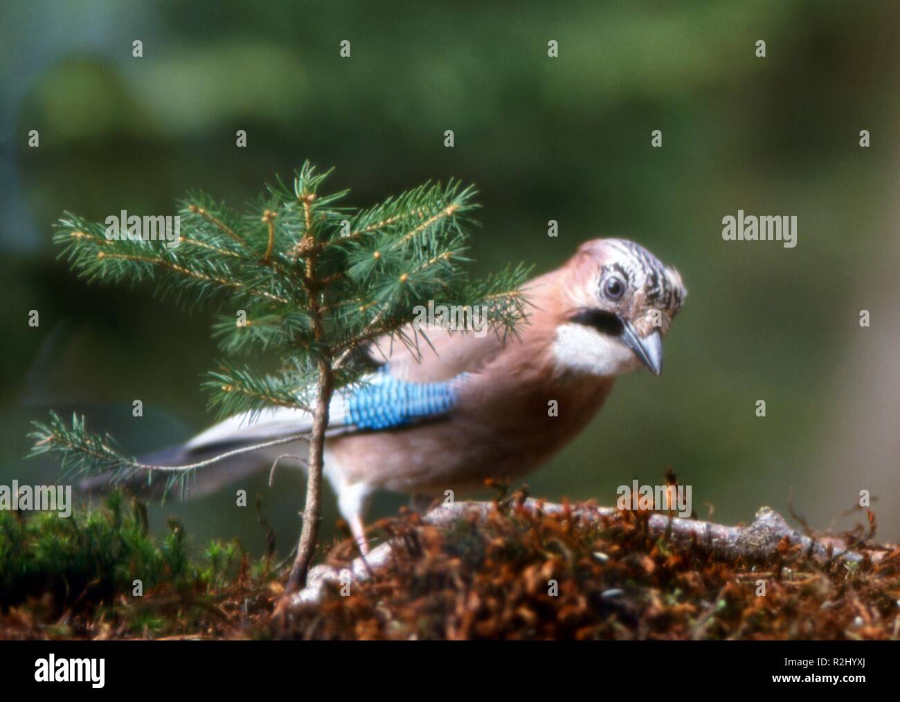 Friendly blue jay hi-res stock photography and images - Alamy