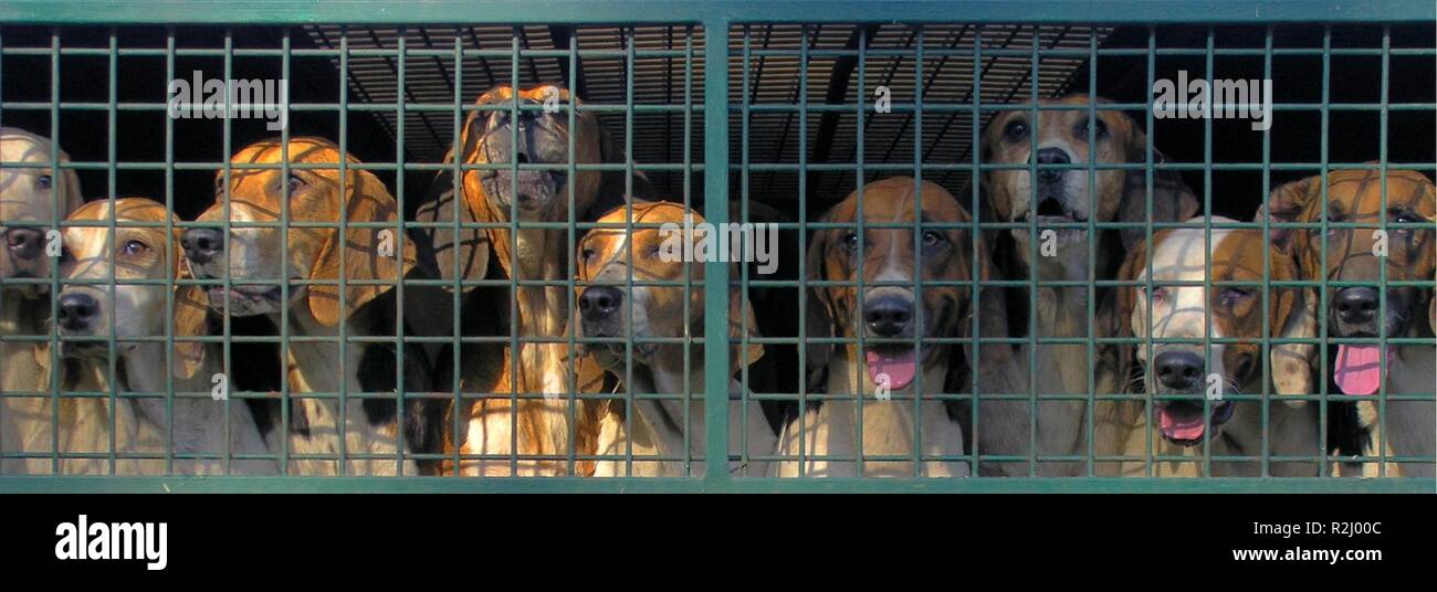 Caged hounds hi-res stock photography and images - Alamy
