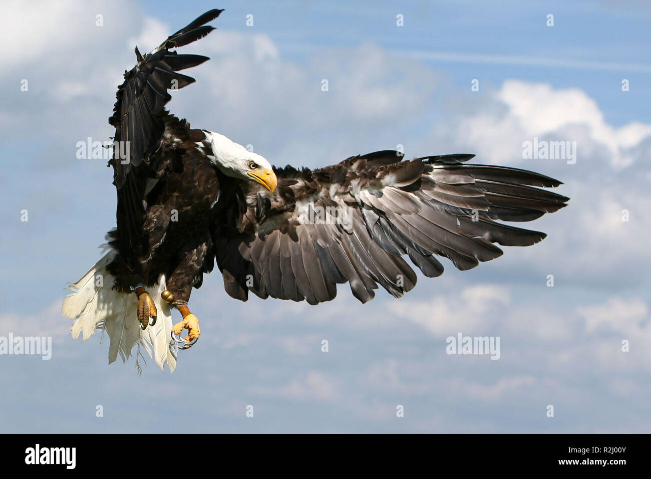 Bald eagle wings wide hi-res stock photography and images - Alamy