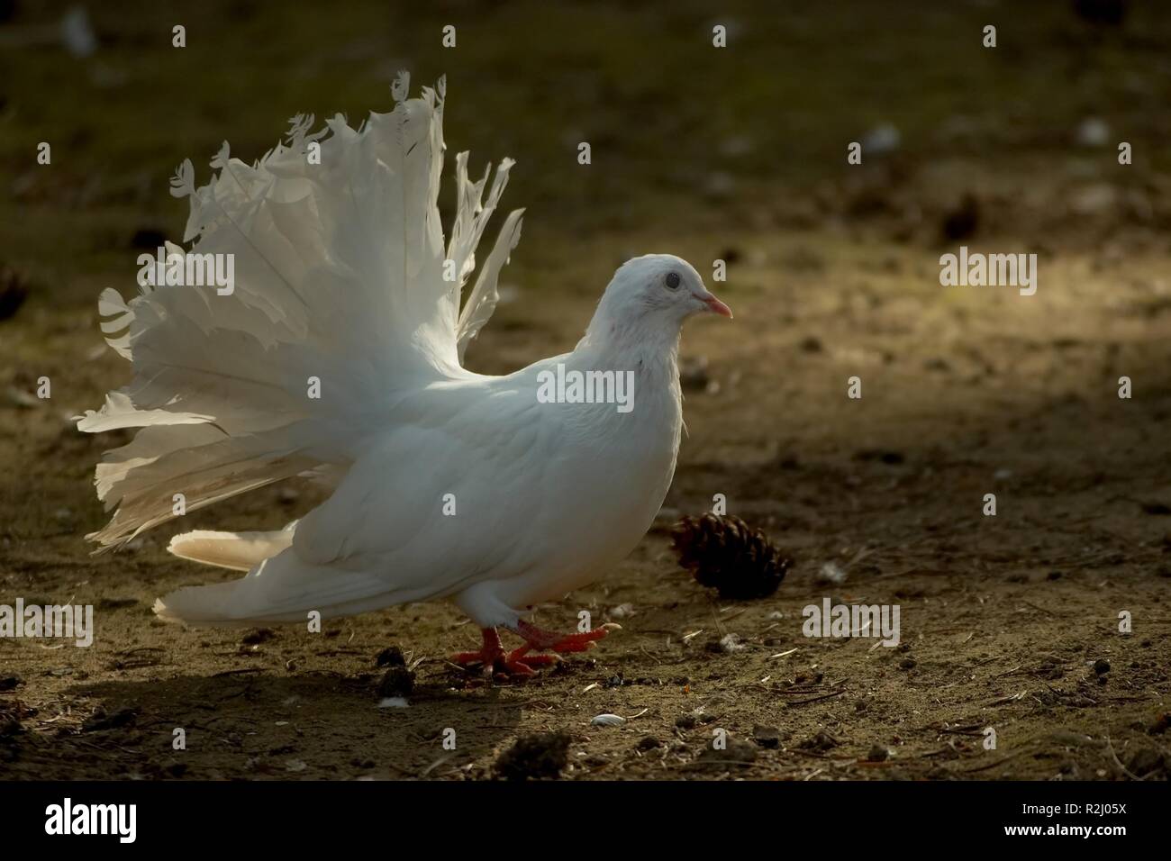 Ray of light dove hi-res stock photography and images - Alamy