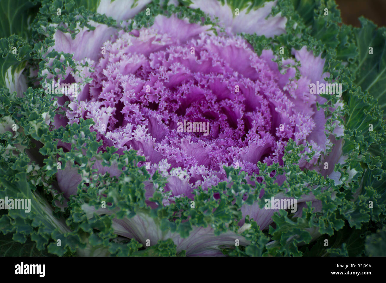 Cabbage flower hi-res stock photography and images - Alamy