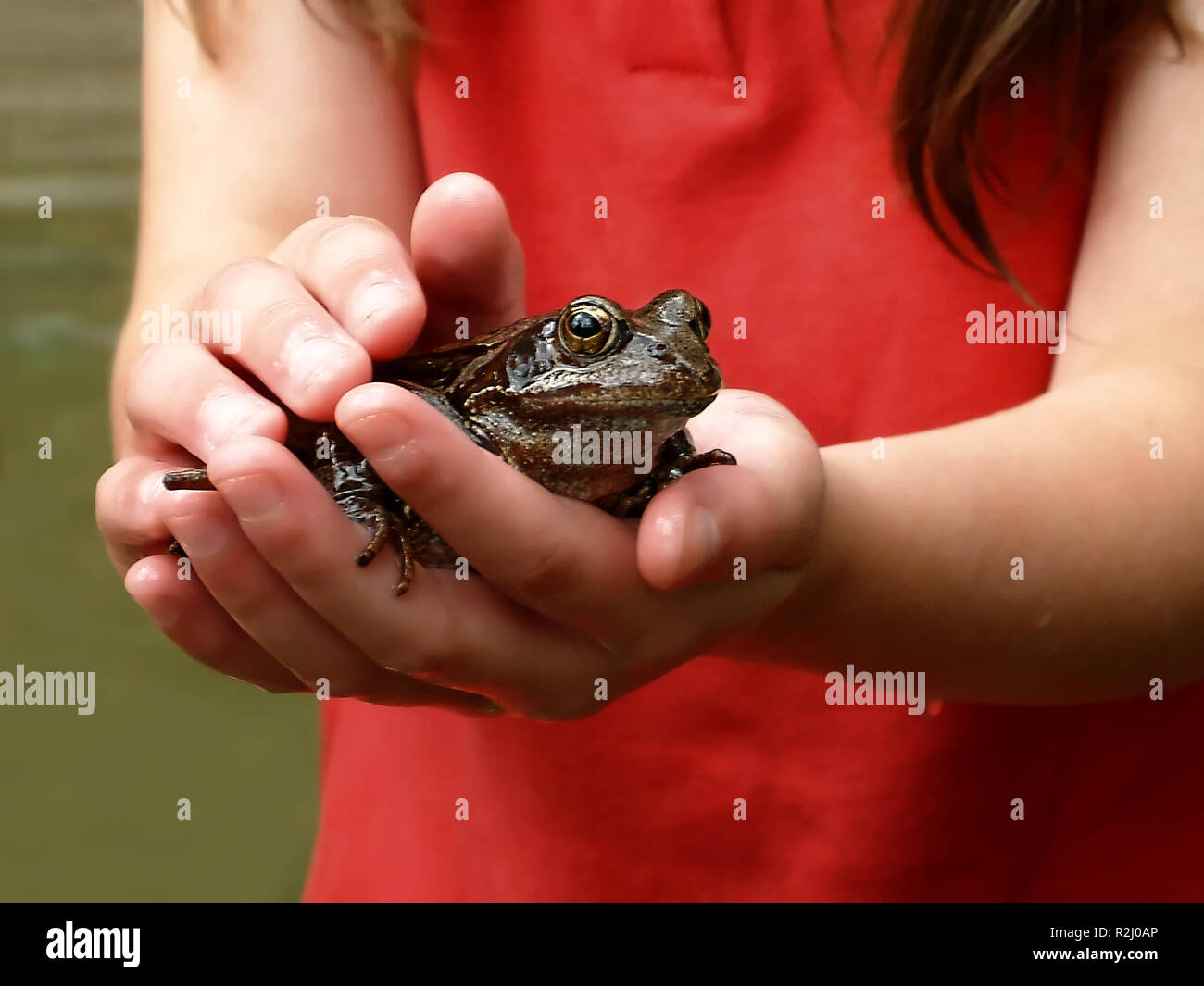 Captured frog hi-res stock photography and images - Alamy