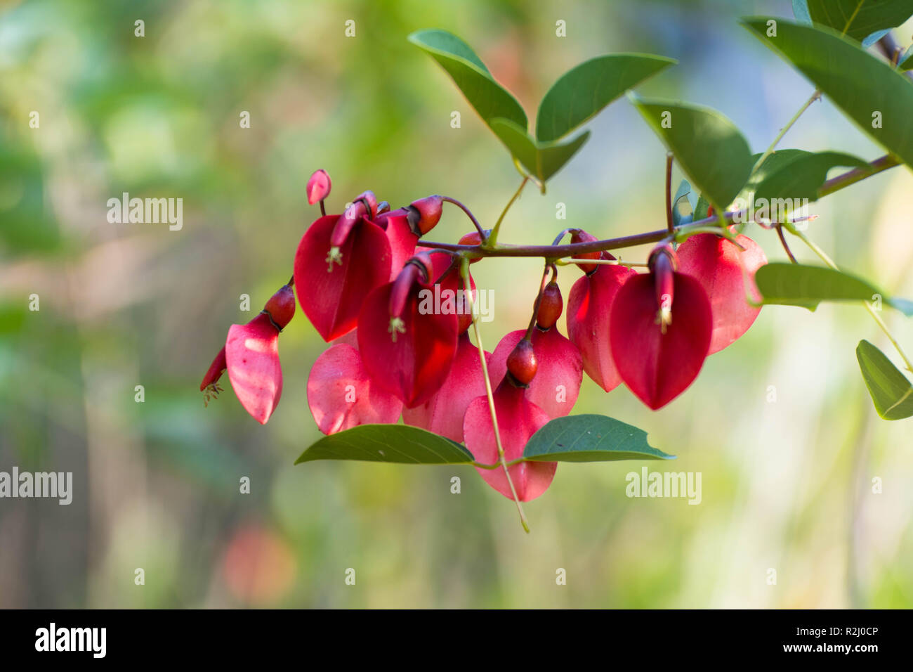 Indigenous garden hi-res stock photography and images - Alamy