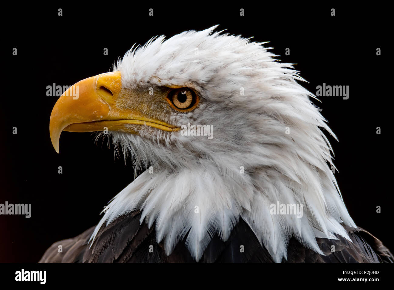 Bald eagle side view hi-res stock photography and images - Alamy