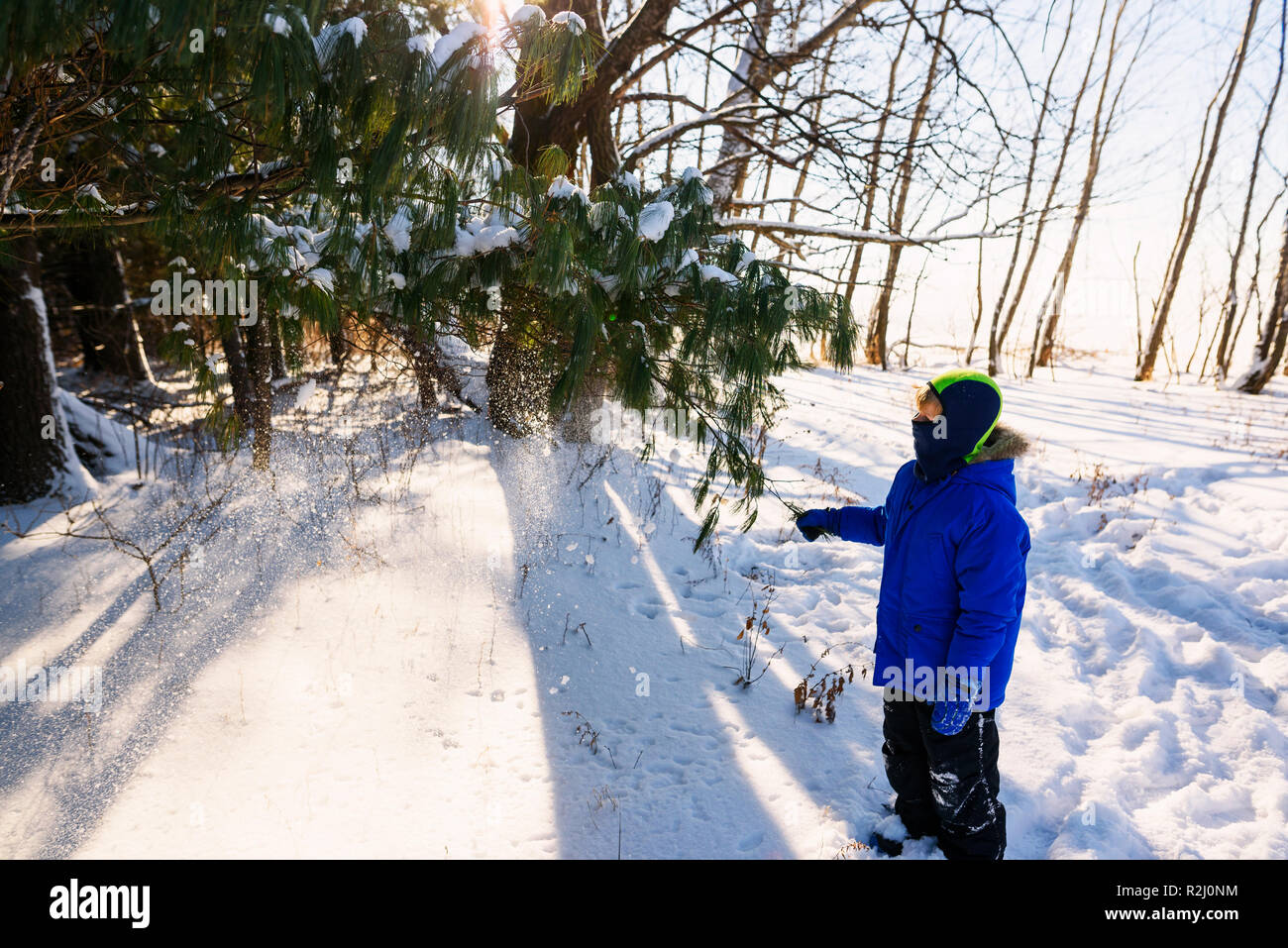Tree shaking hi-res stock photography and images - Alamy