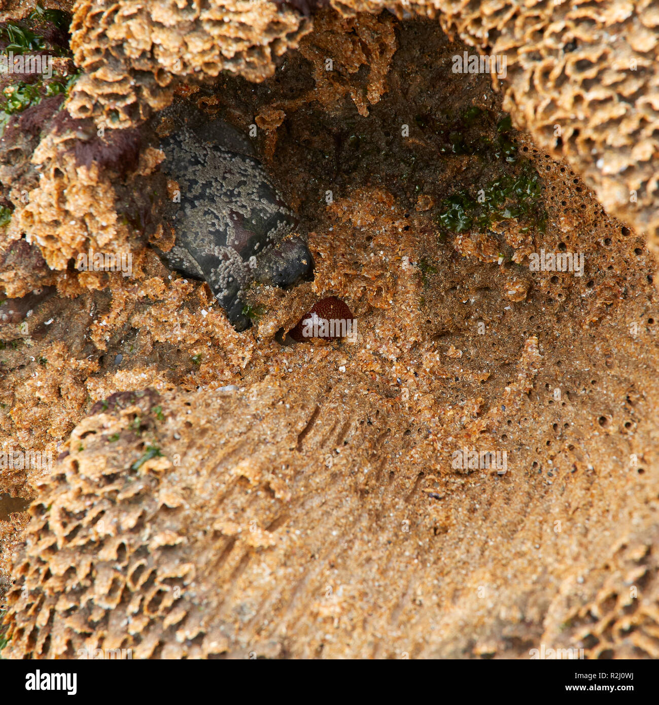 Sabellaria alveolata hi-res stock photography and images - Alamy