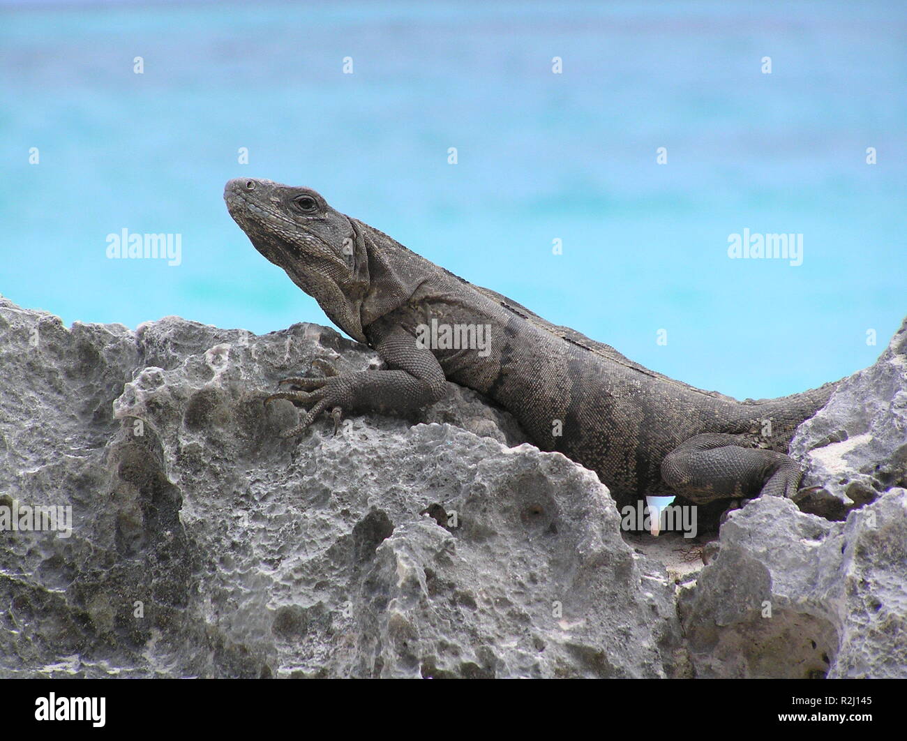 lizard on the beach in tulum,mexico Stock Photo - Alamy