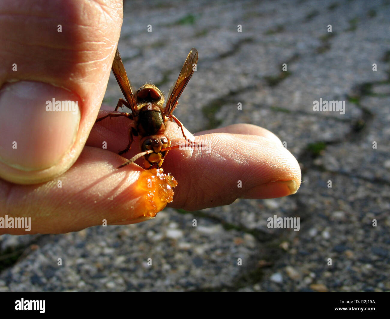 hornet on hand Stock Photo - Alamy