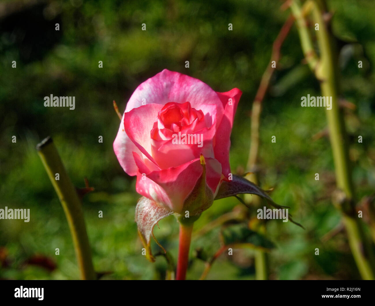 unopened rose Bud macro in summer, Russia Stock Photo - Alamy