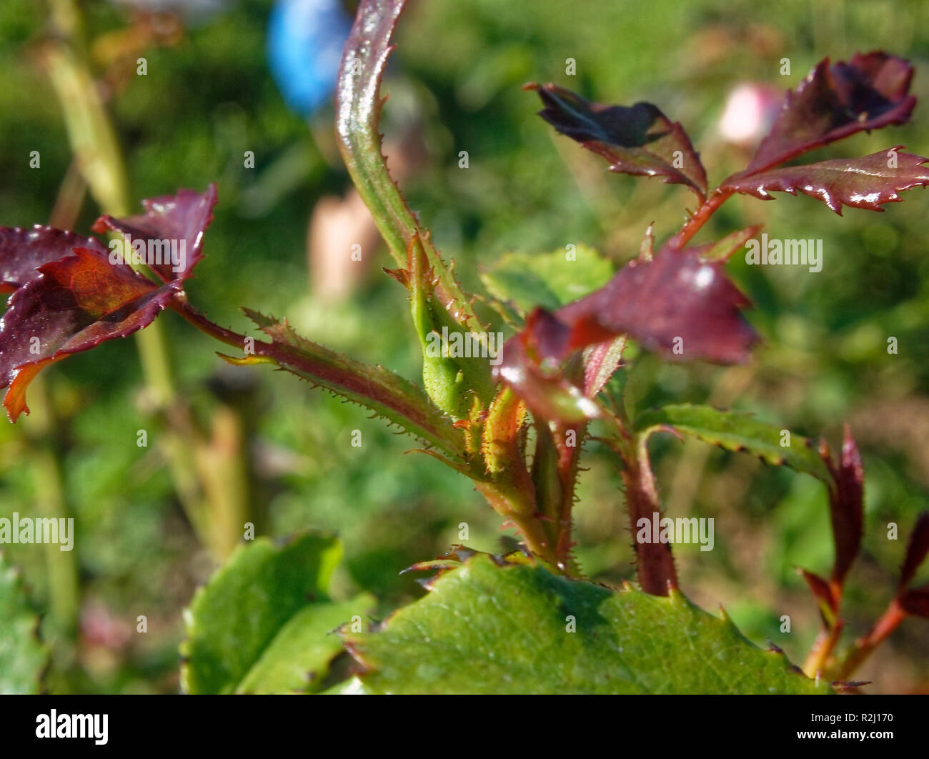 Unopened rose hi-res stock photography and images - Alamy