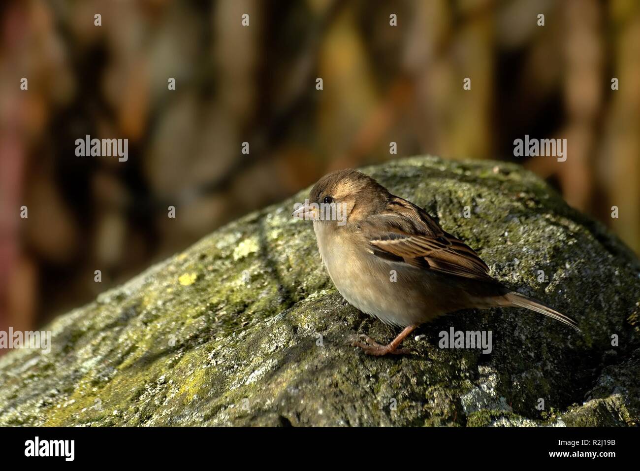 Girl and the sparrow hi-res stock photography and images - Alamy