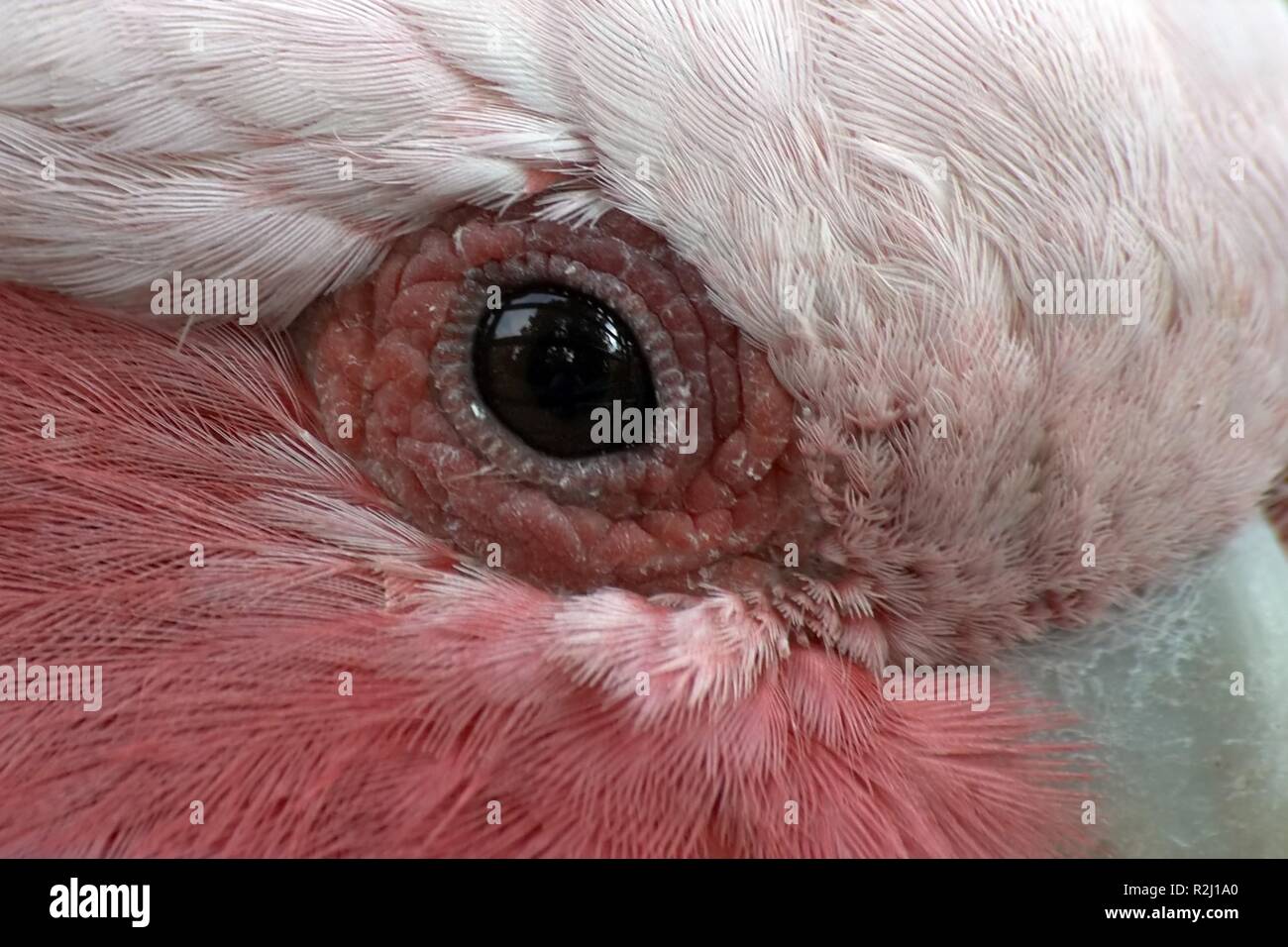 the eye of cockatoos Stock Photo - Alamy